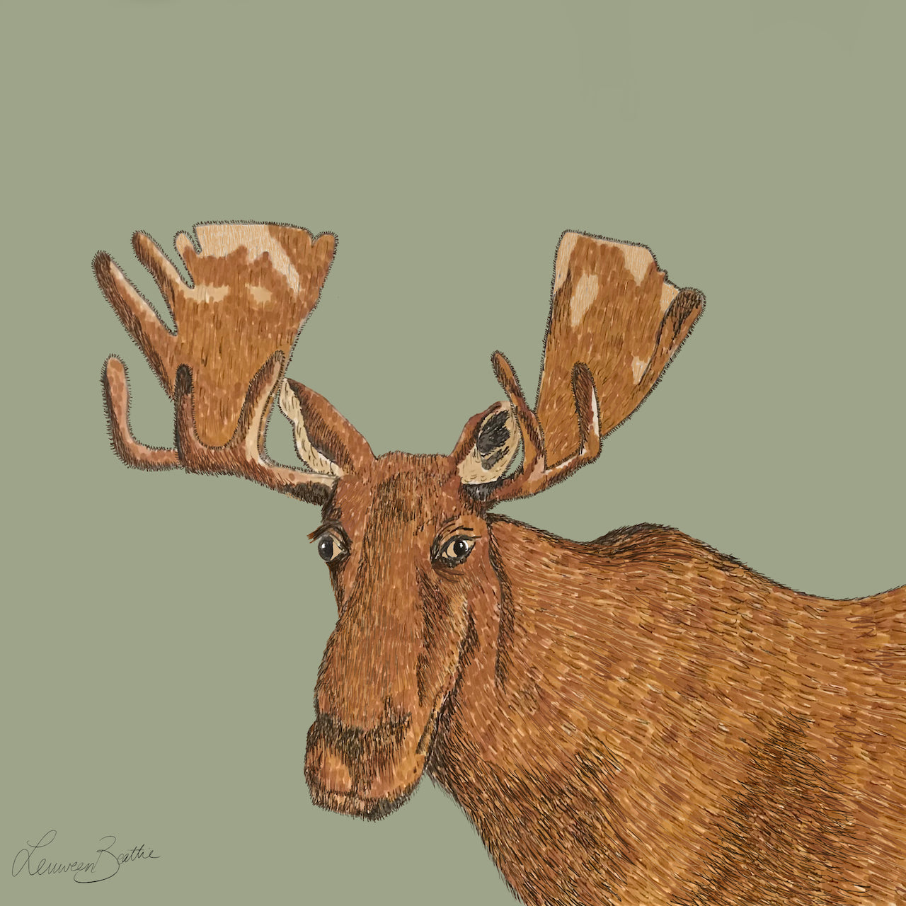 Mr Moose, Illustration – Leuween Beattie Illustrations